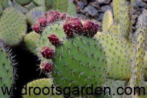 Can You Eat Cactus Raw? Expose Myths & Facts