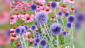 Best Flowers to Plant in Spring in Florida: Vibrant Blooms for Your Garden