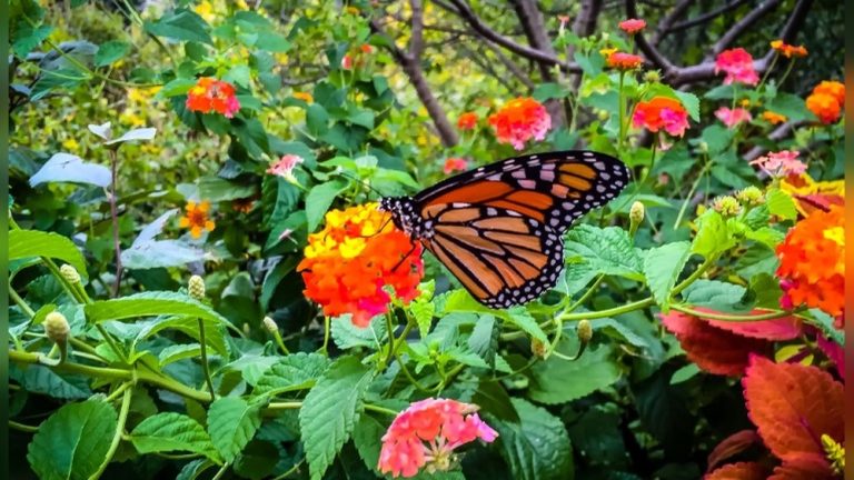 Best Plants for a Butterfly Garden in Florida: Stunning Picks