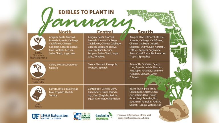 Best Time to Plant Potatoes in Central Florida: Ultimate Guide