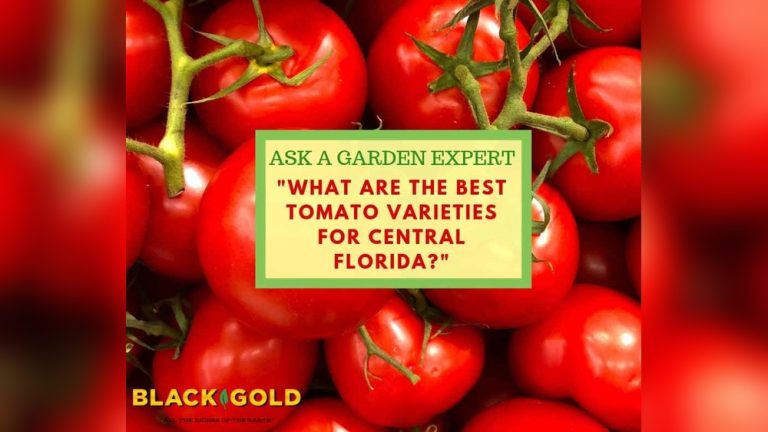 Best Tomato Plants to Grow in Florida: Top Varieties for Success