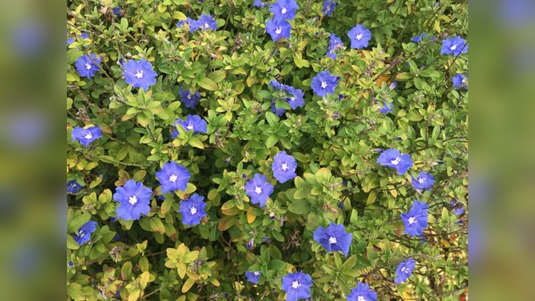 Top 10 Best Plants for Zone 9 Florida: Ultimate Garden Picks