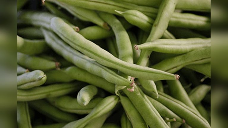 Best Green Beans to Grow in Florida: Top Varieties for Success