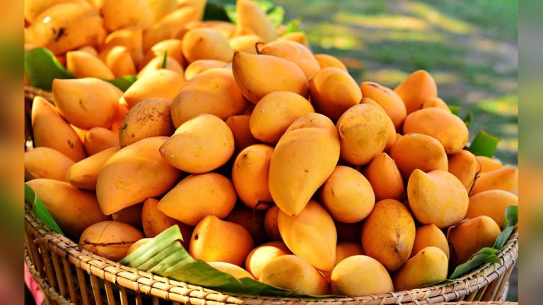 Best Mangoes to Grow in Florida: Top Varieties for Sweet Success