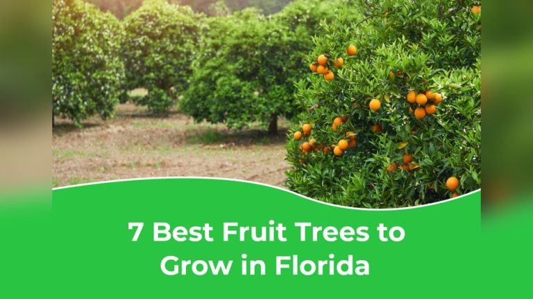 Best Orange Tree to Grow in Florida: Top Varieties for Success