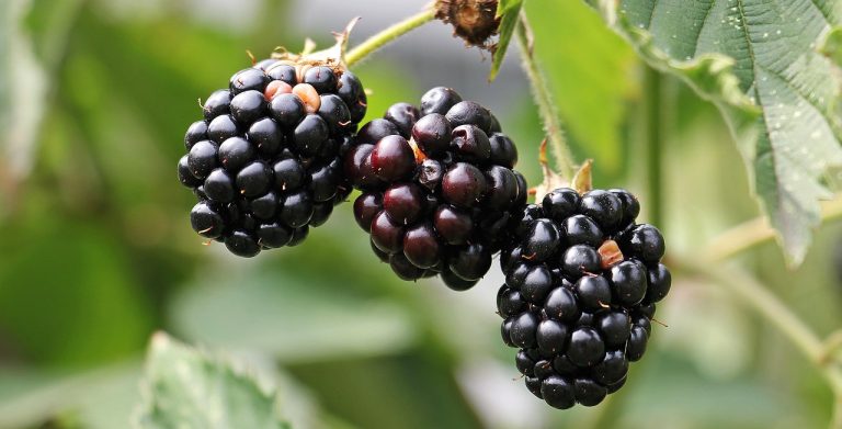 Best Blackberries to Growing in Central Florida: Top Varieties Revealed