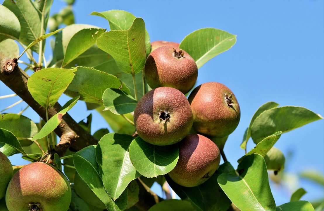 Best Apple Tree to Grow in Florida: Top Varieties for Success