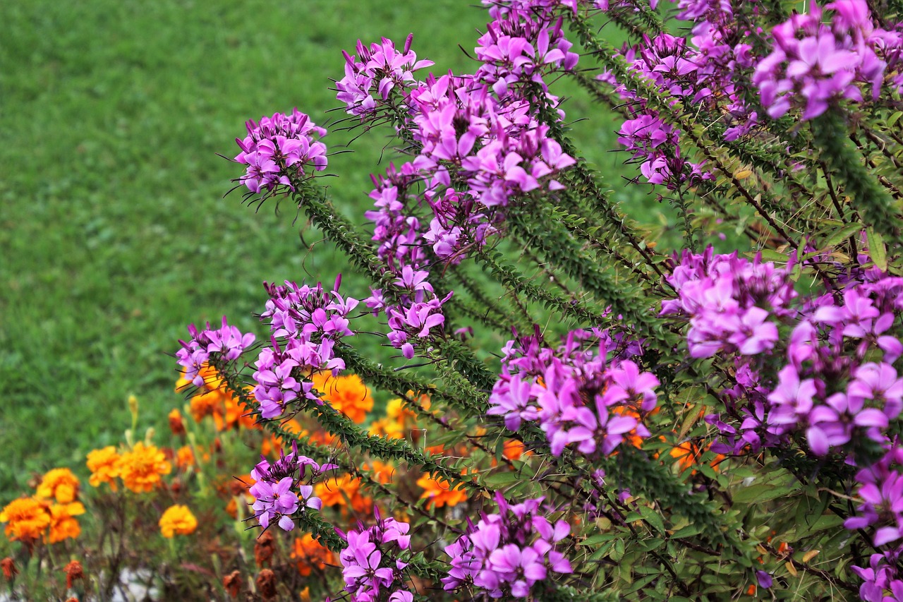 Best Flowers to Grow in Partial Shade in Florida: Top Vibrant Picks