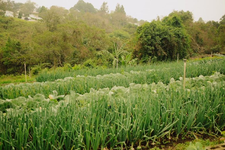 Best Cash Crops to Grow in Florida: Top Profitable Picks 2025