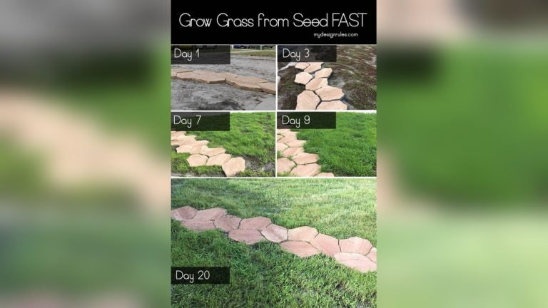 Best Fast Growing Grass Seed Florida: Ultimate Guide for Lush Lawns