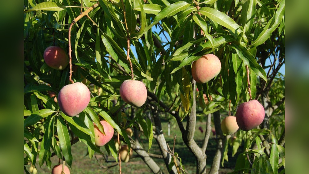 Best Mango Tree to Grow in South Florida: Top Varieties Revealed