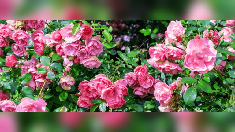 Best Roses to Grow in South Florida: Top Vibrant Picks for Your Garden