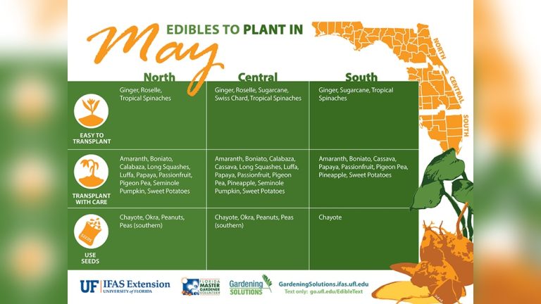 Best Seeds to Grow in Florida: Top Picks for a Thriving Garden