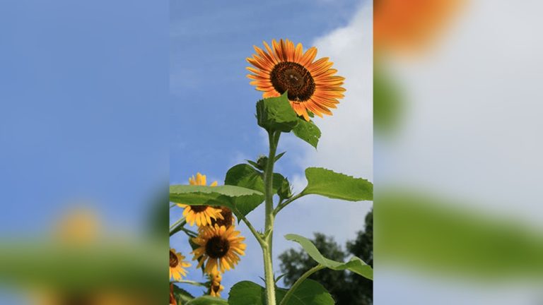 Best Sunflowers to Grow in Florida: Top Vibrant Varieties Revealed