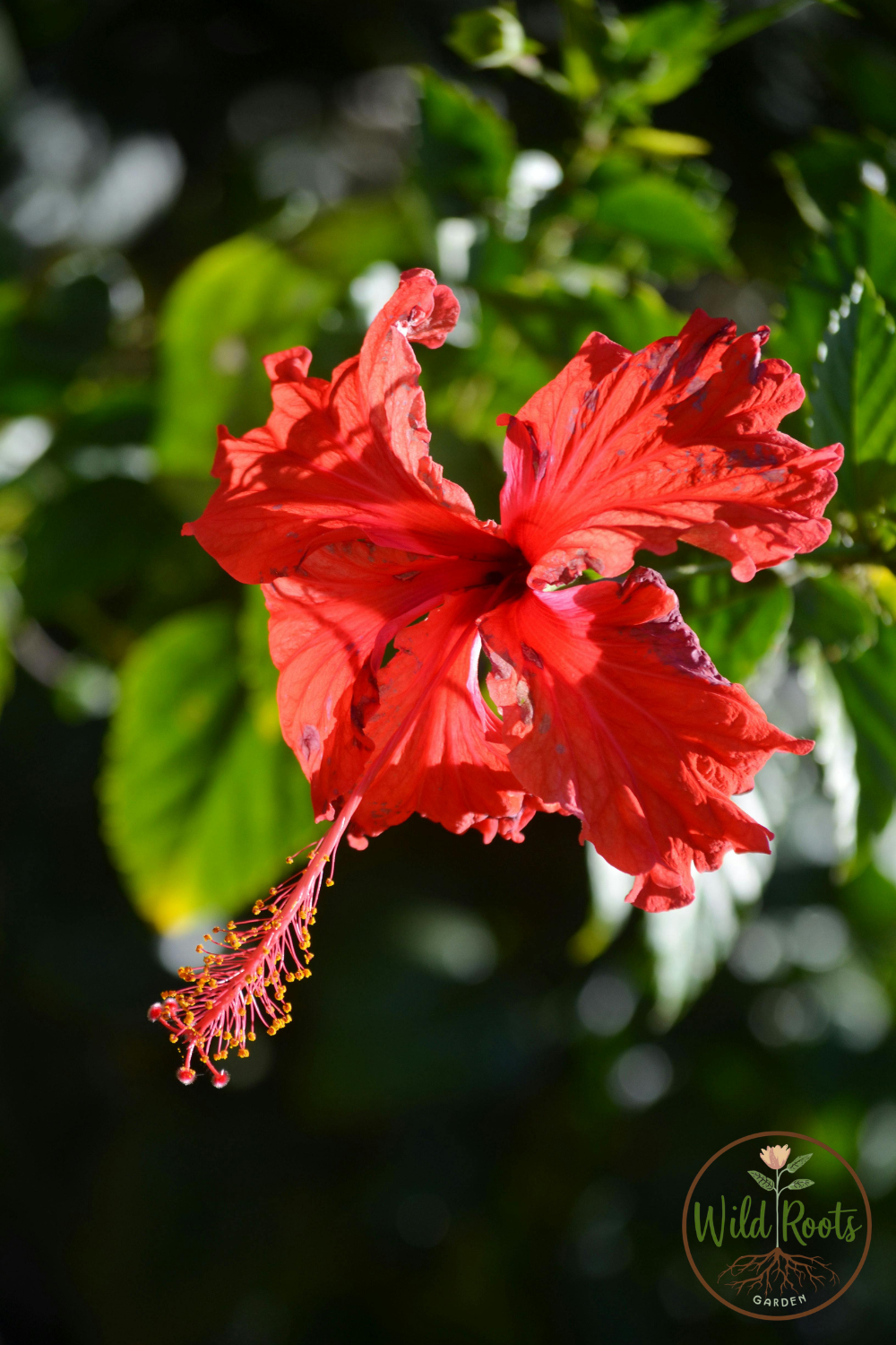 How To Grow Hibiscus Plant From Stem Indoors