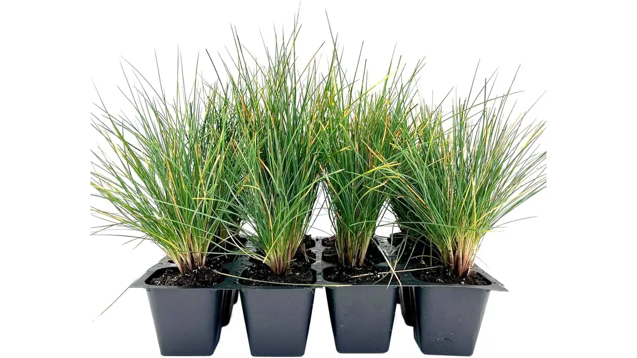 12 Elijah Blue Fescue - In-Depth Review